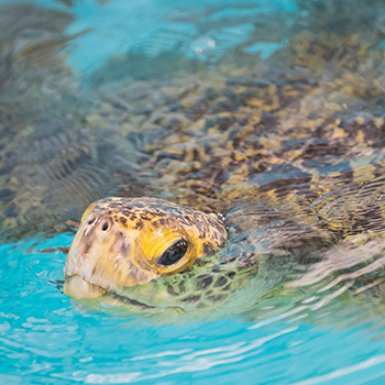 Storytelling Thursdays - Point Defiance Zoo & Aquarium