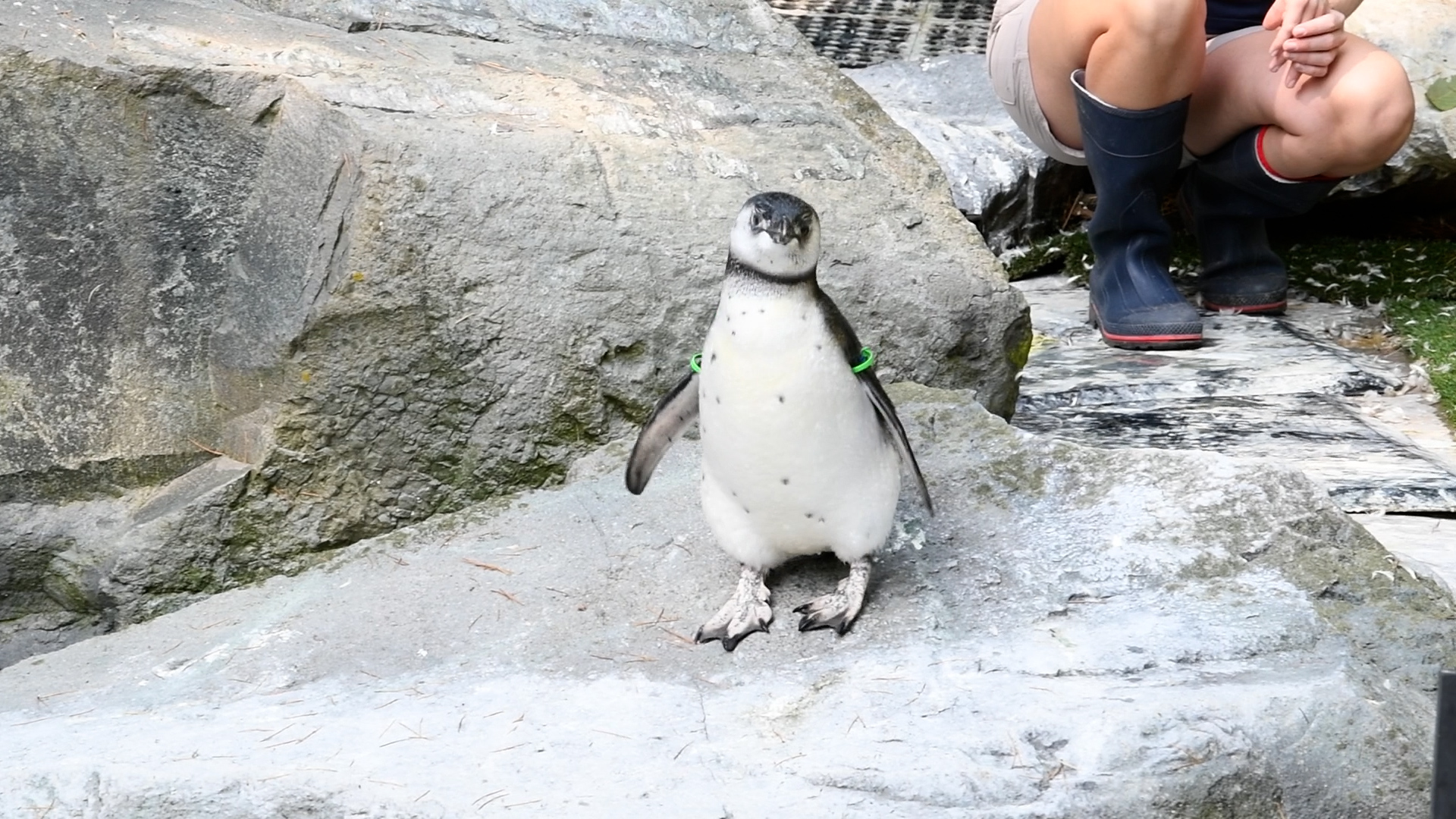 Rio & Max, Penguin Buddies - Point Defiance Zoo & Aquarium