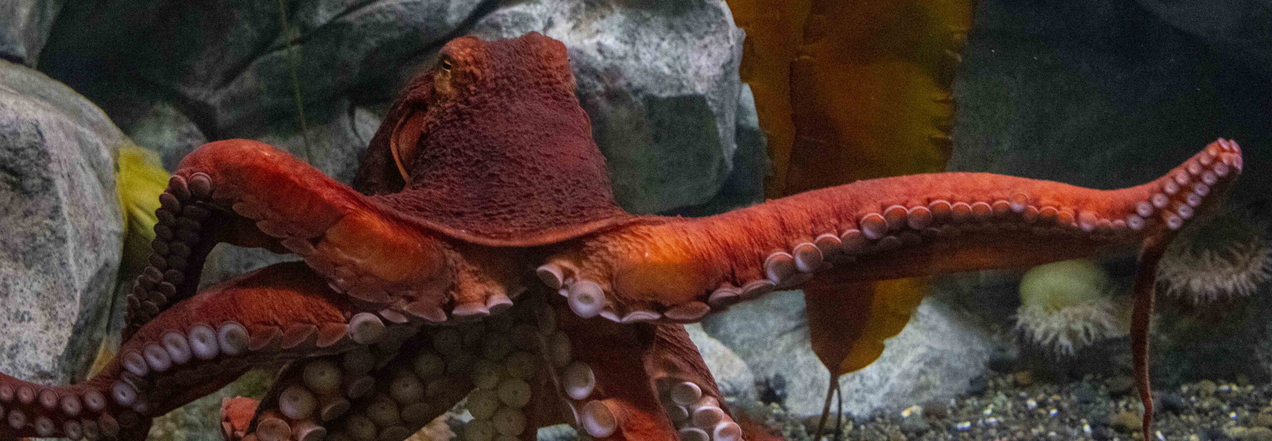 Name Our New Octopus - Point Defiance Zoo & Aquarium