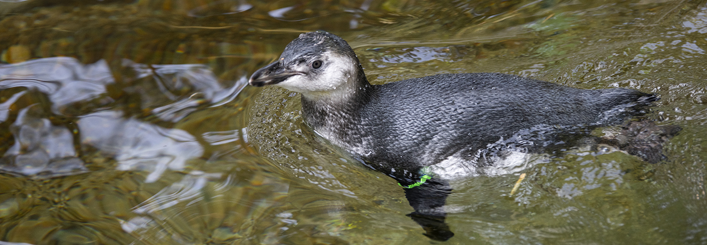 Rio & Max, Penguin Buddies - Point Defiance Zoo & Aquarium
