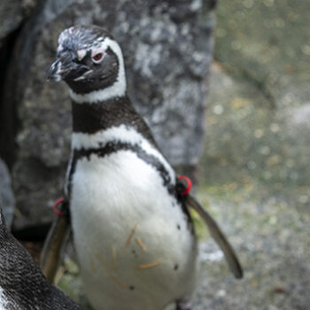 Penguin Point: penguins at Point Defiance Zoo & Aquarium at Rocky Shores