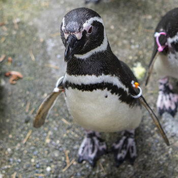 Penguin Point: penguins at Point Defiance Zoo & Aquarium at Rocky Shores