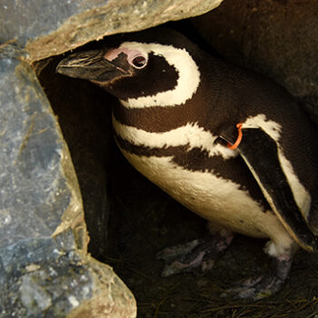 Penguin Point: penguins at Point Defiance Zoo & Aquarium at Rocky Shores