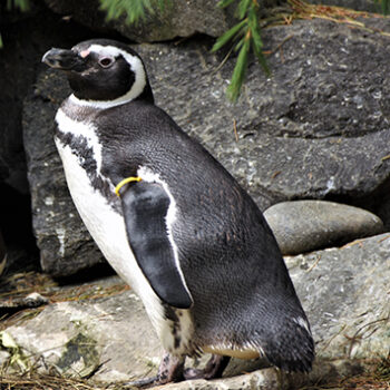 Penguin Point: penguins at Point Defiance Zoo & Aquarium at Rocky Shores