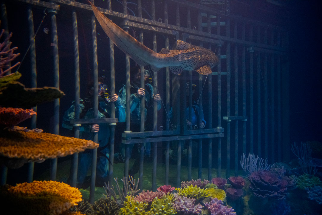 Eye-to-Eye Shark Dives now on sale at Point Defiance Zoo & Aquarium ...