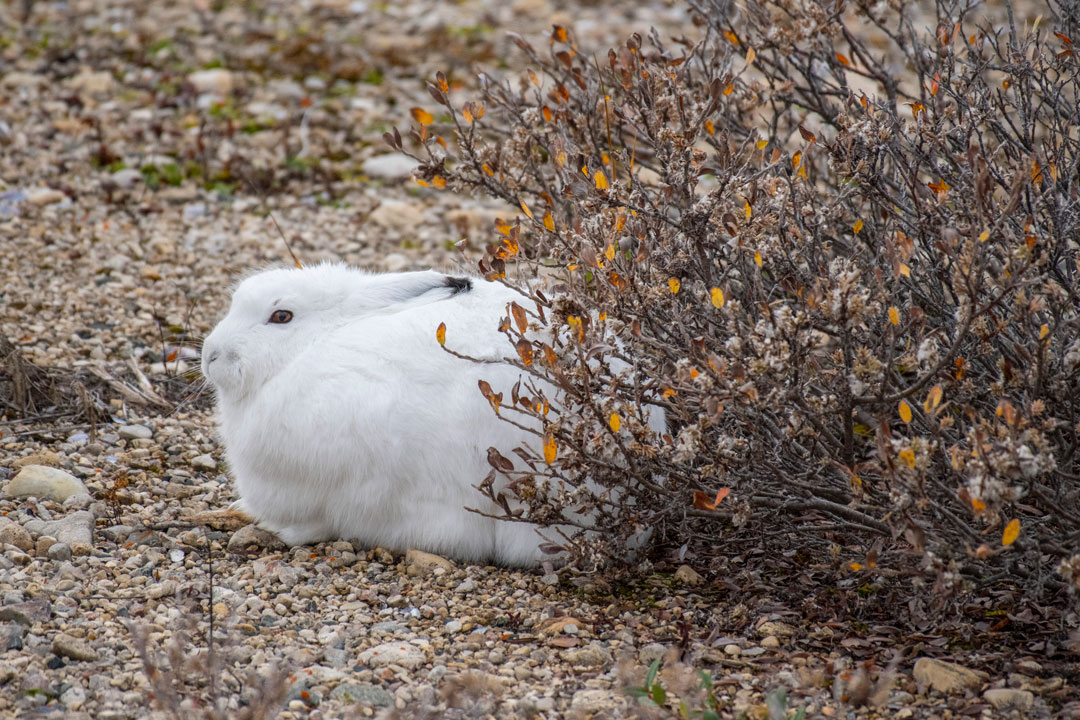 Climate Change and Polar Bears: Lessons from the Arctic Tundra - Point ...