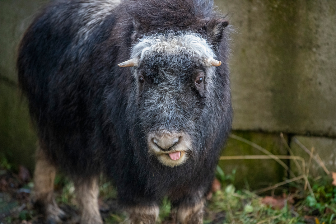 Meet Pretzel, the new muskox companion for Willow - Point Defiance Zoo ...