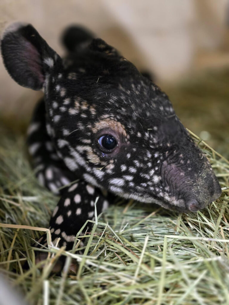 Endangered Malayan Tapir Calf Born - Point Defiance Zoo & Aquarium