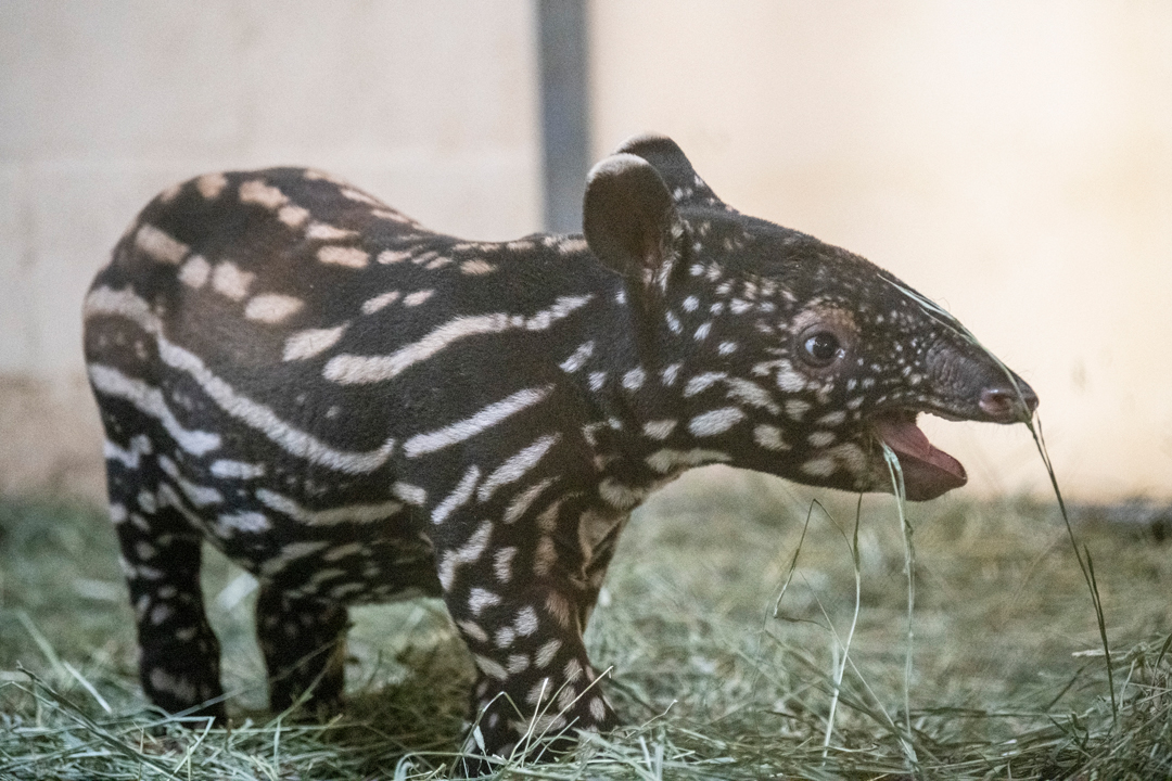 Introducing Ume - Point Defiance Zoo & Aquarium