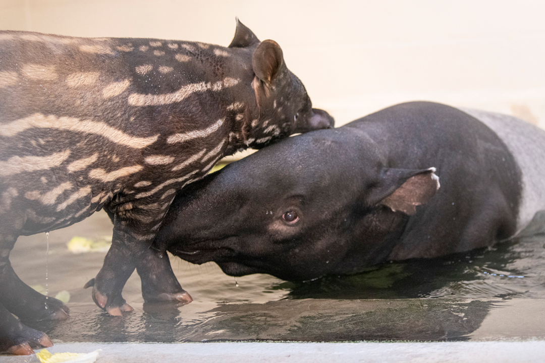 Introducing Ume - Point Defiance Zoo & Aquarium