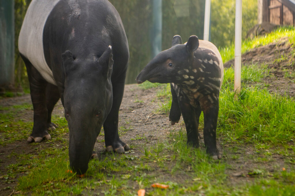 UME THE TAPIR CALF MAKES HER PUBLIC DEBUT THIS FRIDAY - Point Defiance ...
