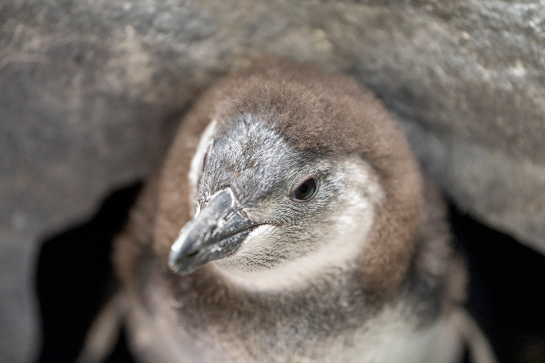 Penguin Pedro Passes Swim Lessons - Point Defiance Zoo & Aquarium