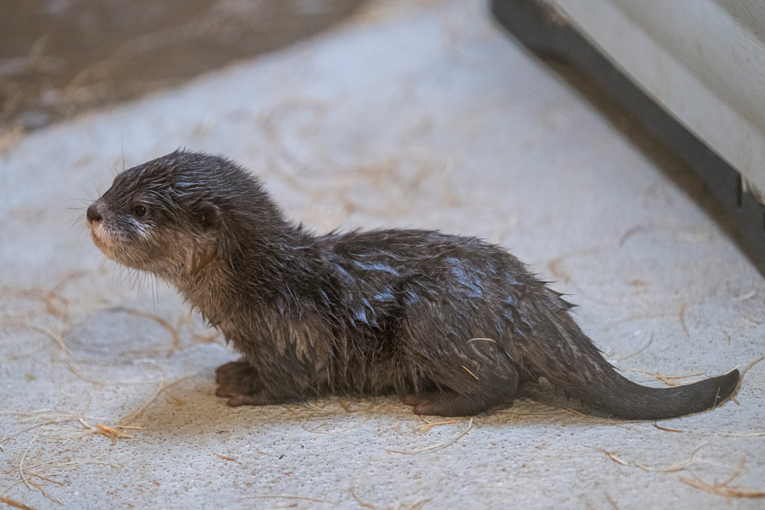 Meet otter pup Bao - Point Defiance Zoo & Aquarium