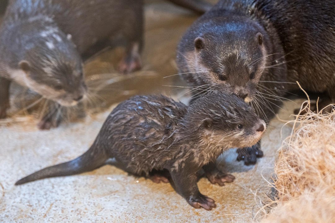 Meet otter pup Bao - Point Defiance Zoo & Aquarium