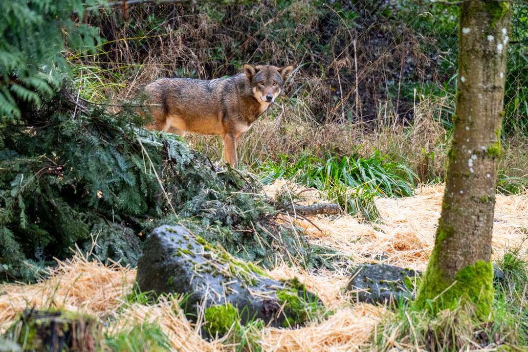 Welcome Two Critically Endangered Red Wolves - Point Defiance Zoo ...