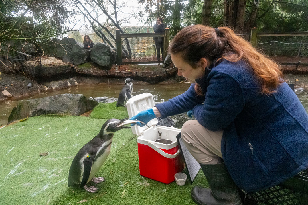 2026 PARKS TACOMA BOND WOULD INVEST IN MODERN WILDLIFE HABITATS AND ...